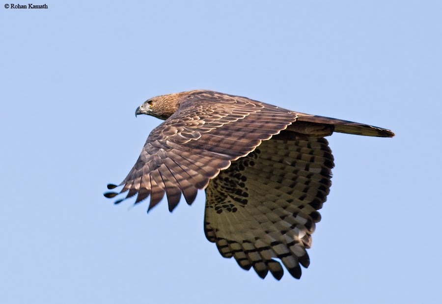 Indian Birds Photography: (delhibirdpix) Crested Hawk Eagle - Flight #2