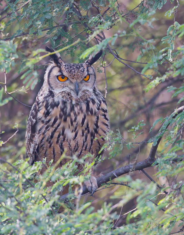 Indian Birds Photography: [BirdPhotoIndia] Indian Eagle Owl Bhindawas