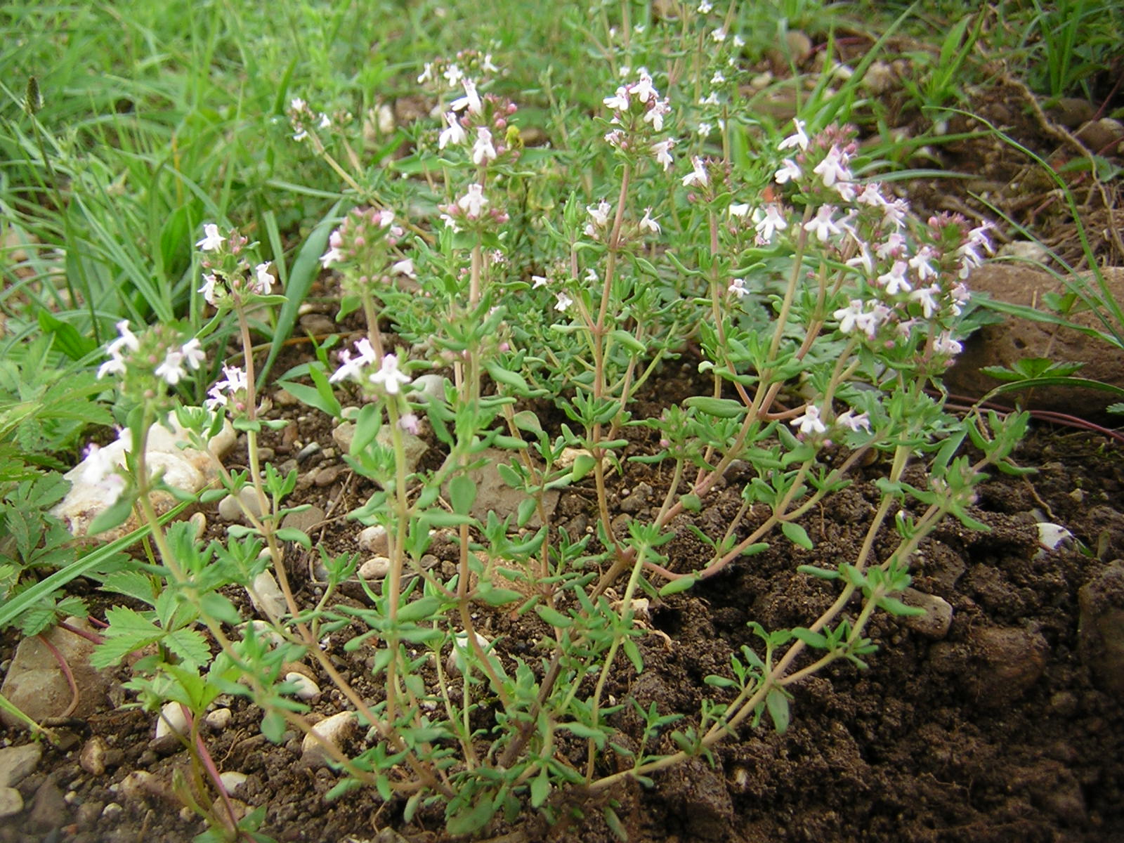 Brevkina svežina: Timijan v cvetu