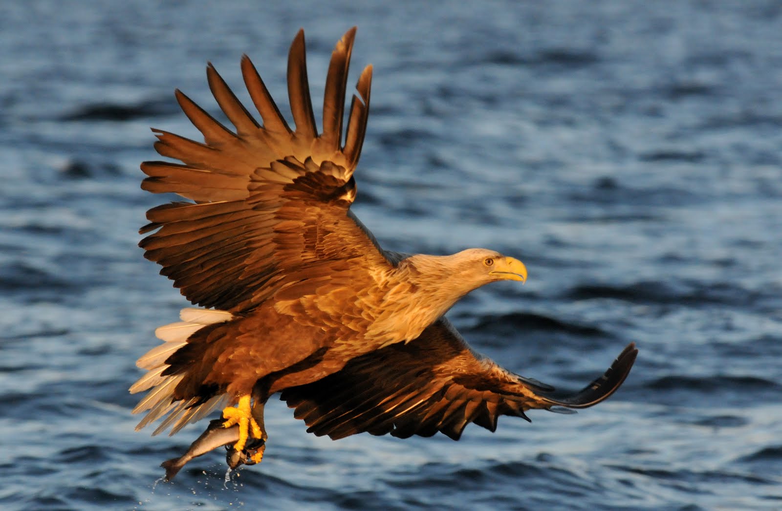 Naturfoto Einar Hugnes: Havørn i Flatanger