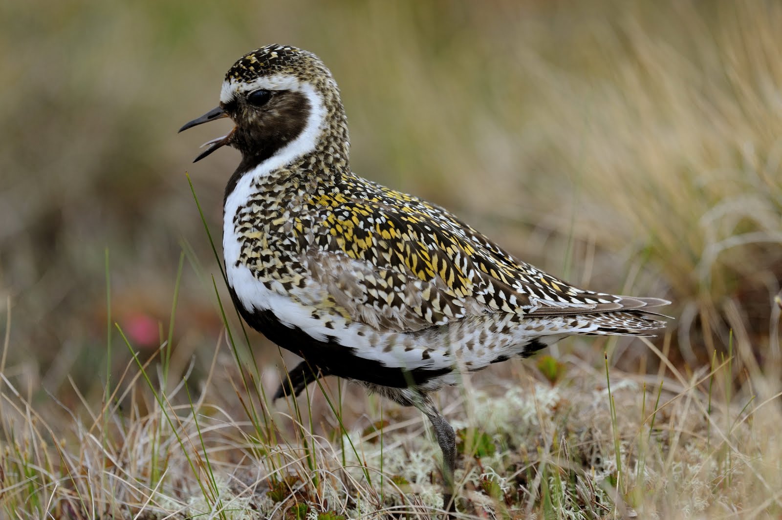 Naturfoto Einar Hugnes: Lavskrike, heilo og andre arter ved Samsjøen