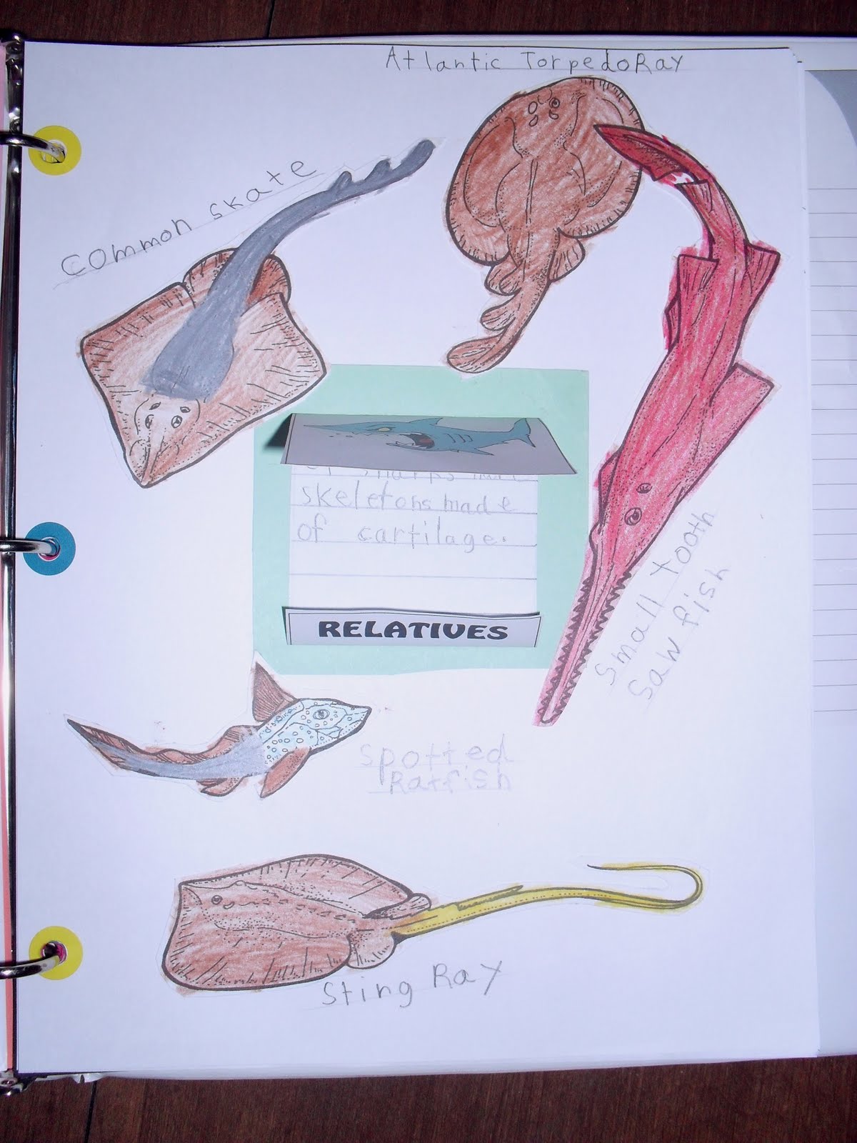 Loving Life Lapbooks: Shark Lapbook Notebook finished