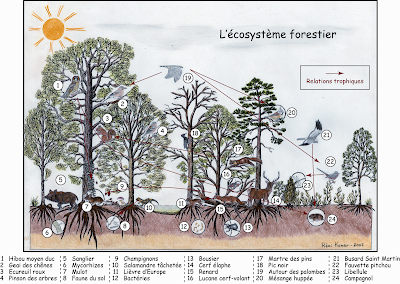 Dessins sur la toile par Lepiaf du 86: L'écosystème forestier simplifié ...