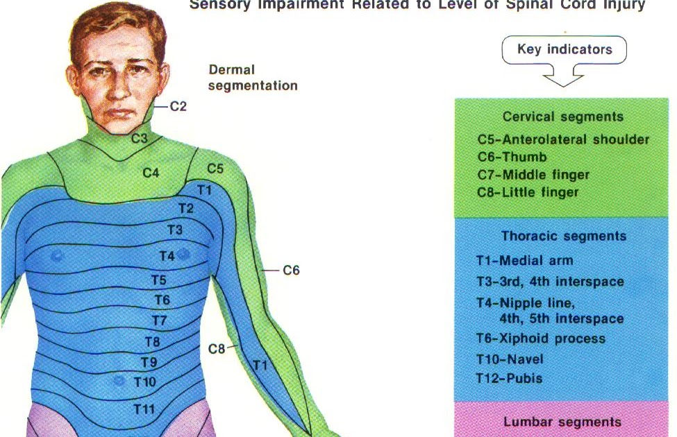 Dermatomes Netter