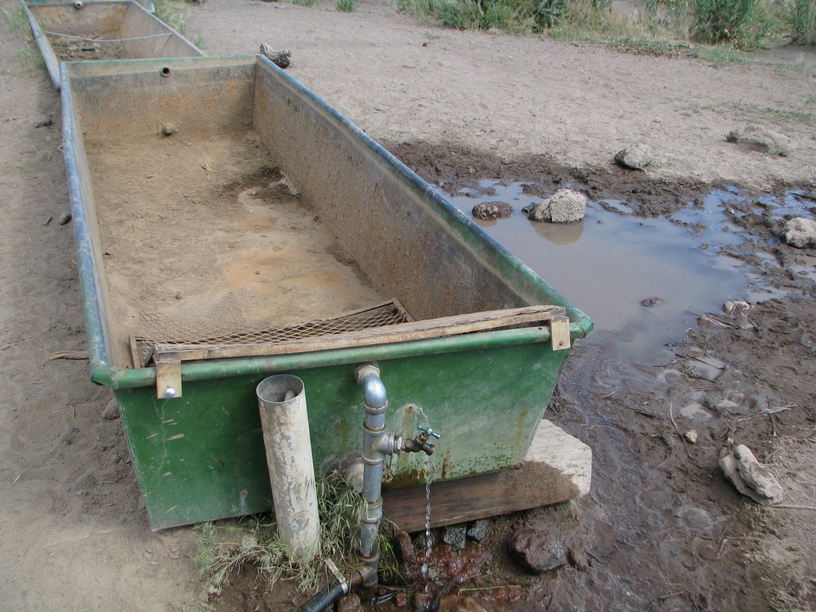 American Herds: Calico: Past, Present & Future V