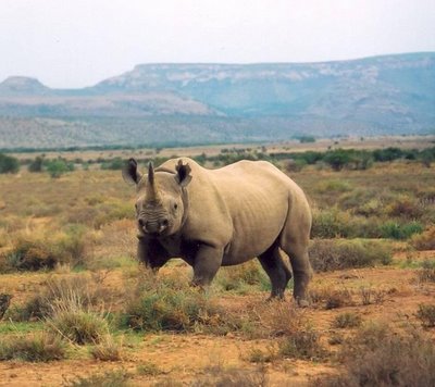 O mundo dos animais: Rinoceronte