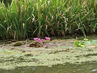 On the road with the free and easy riders!: Garfish Rodeo 2009