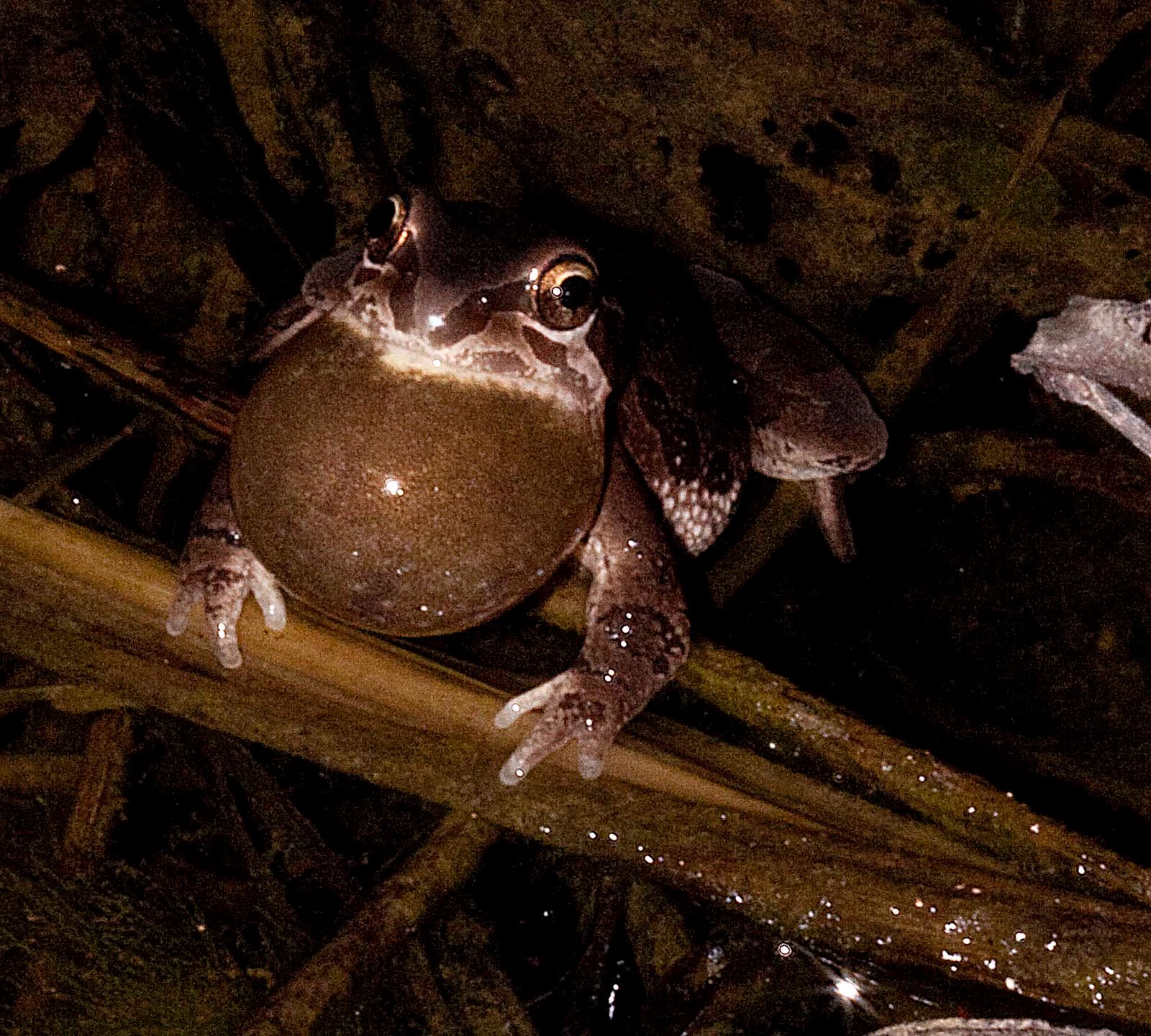Illinois Natural History Survey: Frog and Toad Calls