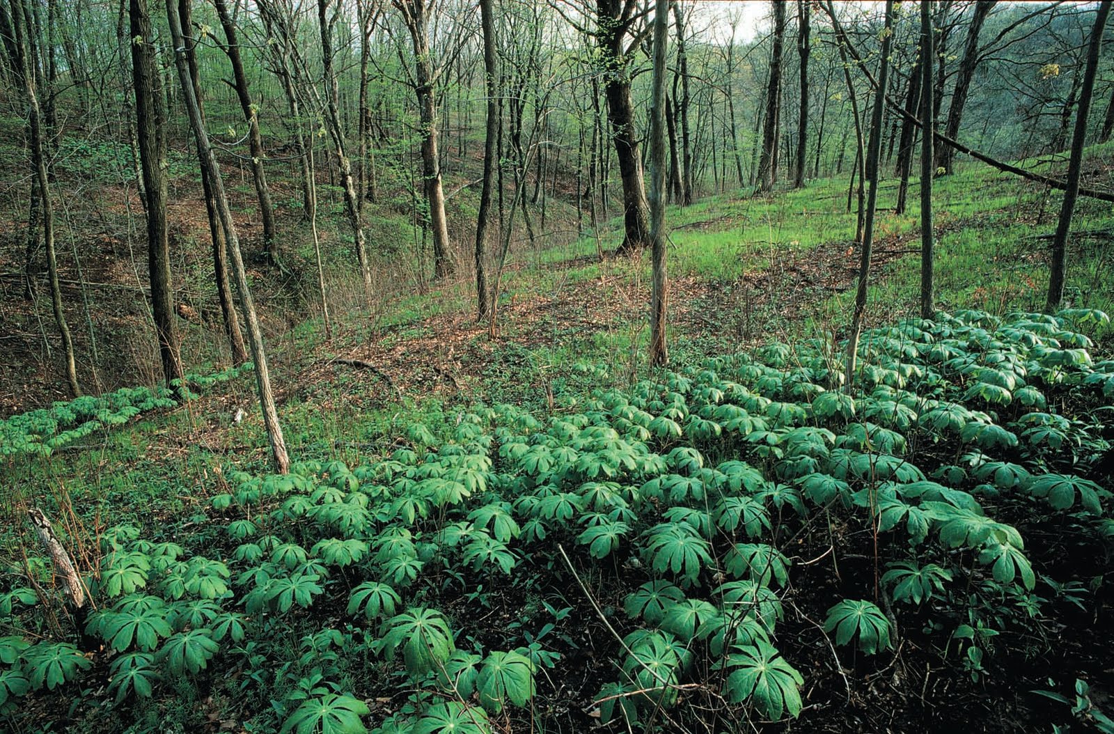 Illinois Natural History Survey: The Western Forest-Prairie Division