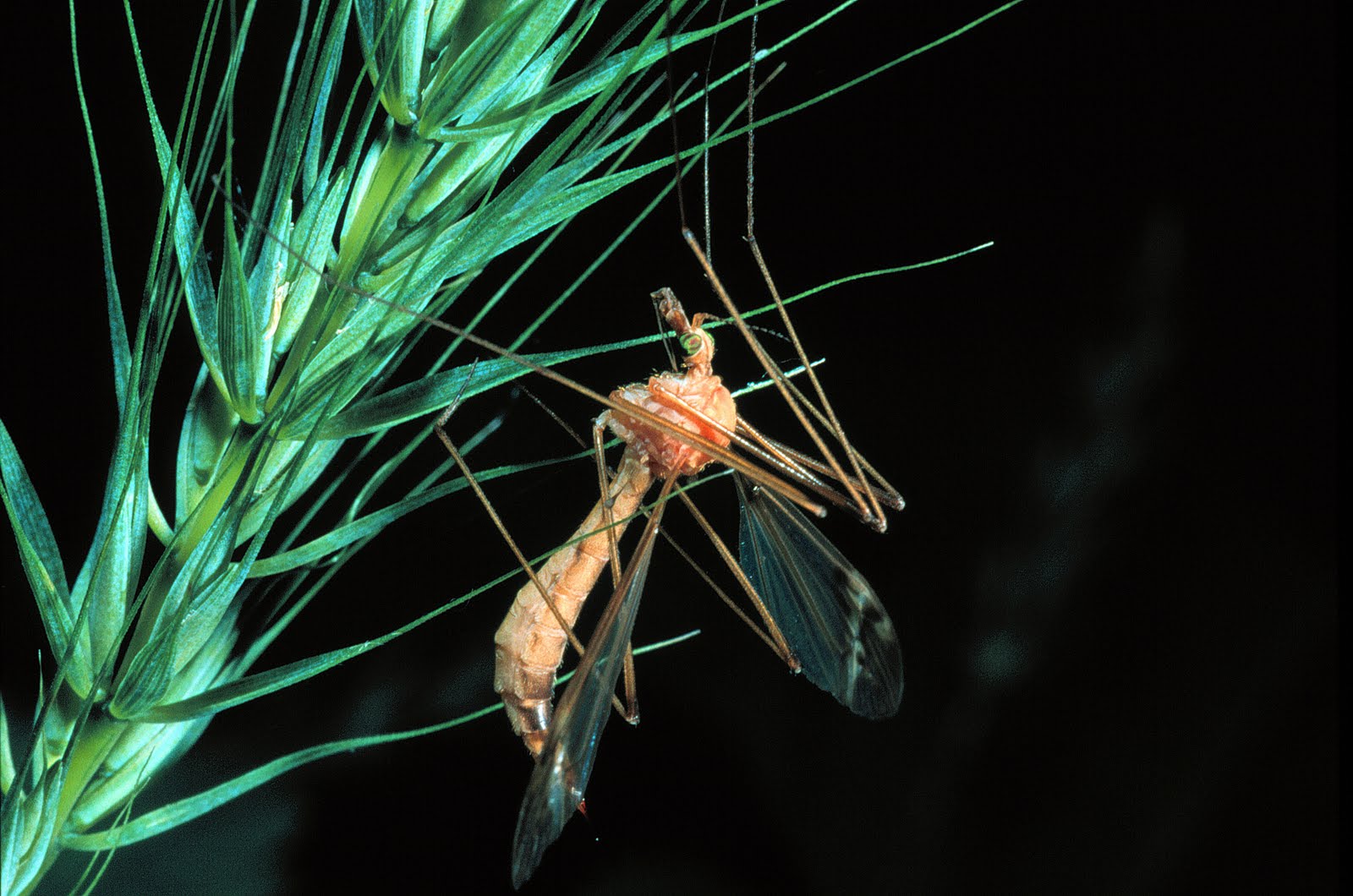 Illinois Natural History Survey: Insect Appreciation