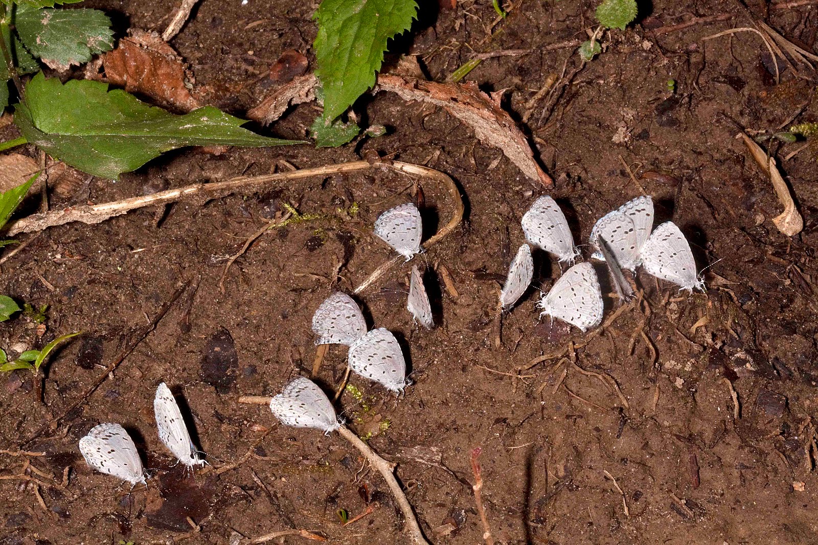 Illinois Natural History Survey: Insect Appreciation