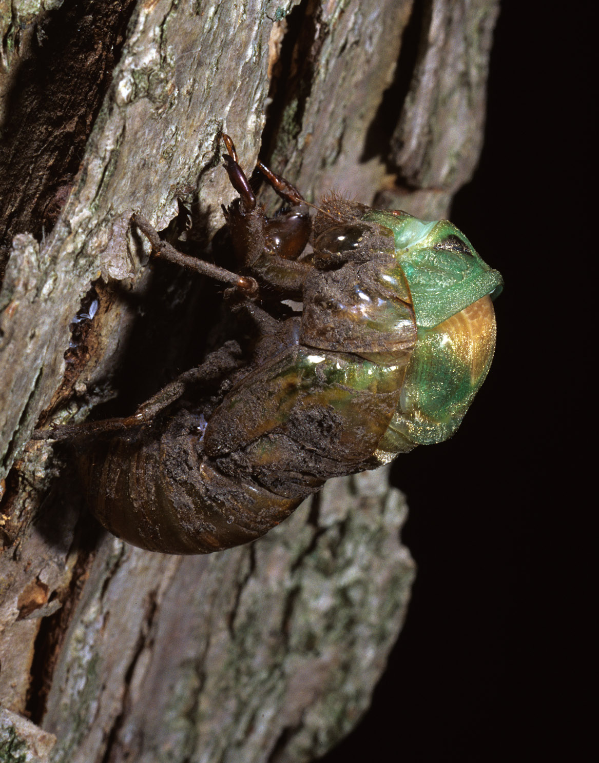 Illinois Natural History Survey: Summer Cicadas