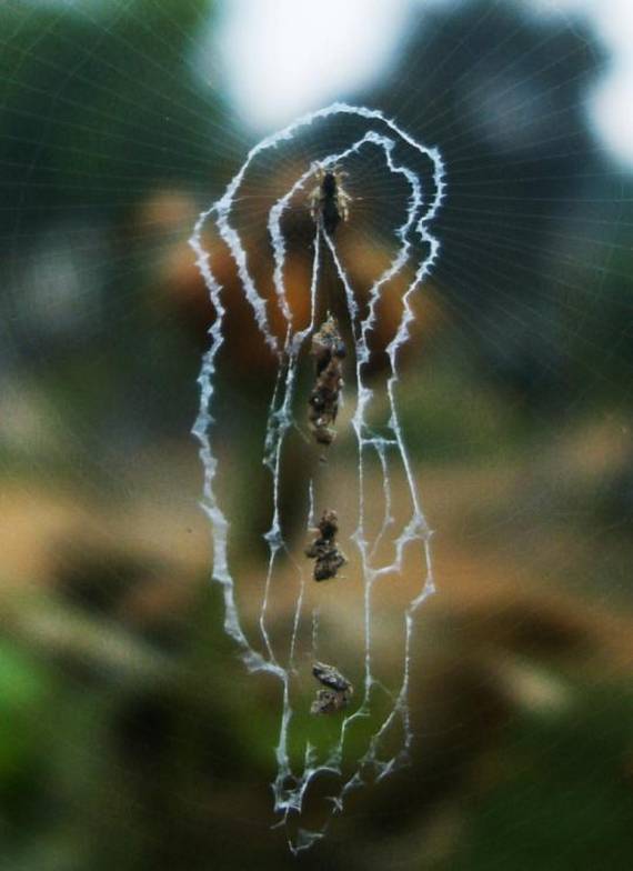 Beautiful Spider Web ~ Amazing World