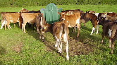 Cows, calves and veterinary: 2007 line of heifer calves