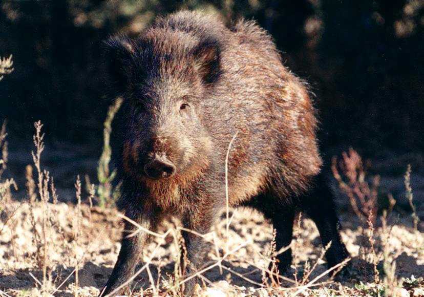 Animales Salvajes: Jabalí