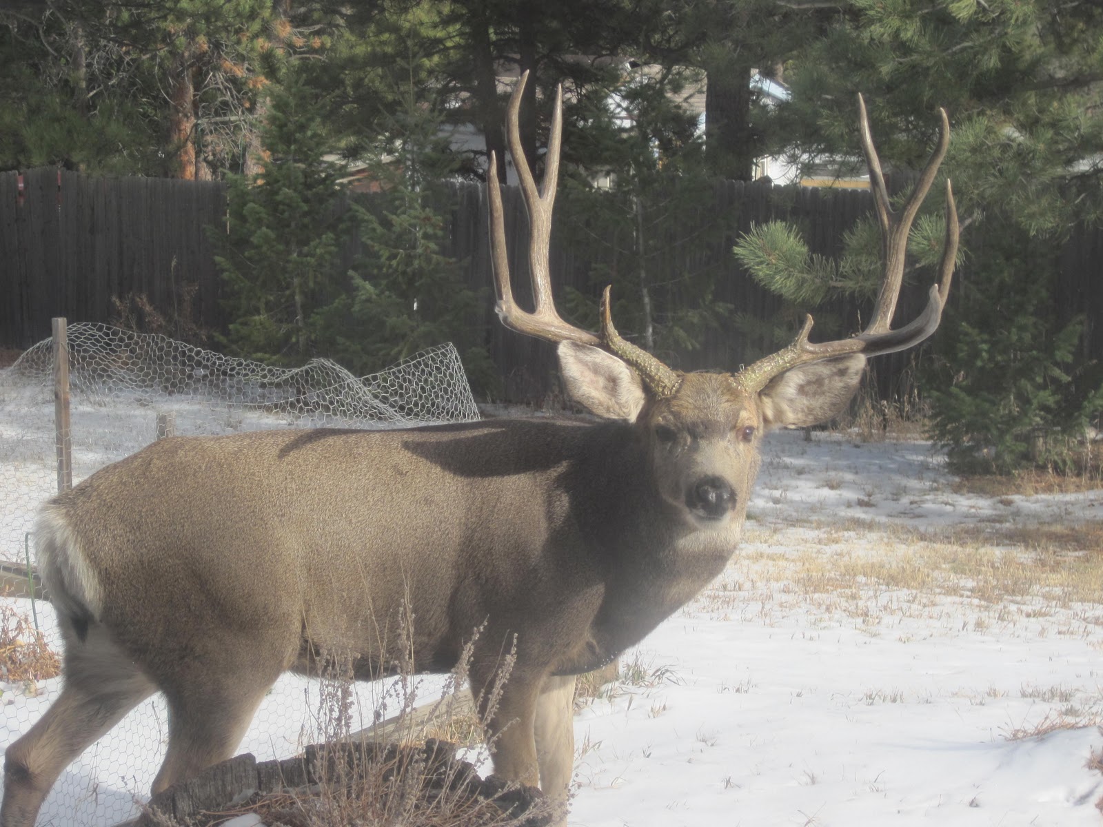 Joghard: 8 point, 6 point and 4 point mule deer bucks.