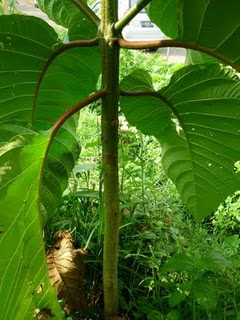 LSM PROSPEK: Tanaman Jabon, Selamatkan Lingkungan Sejahterakan Petani