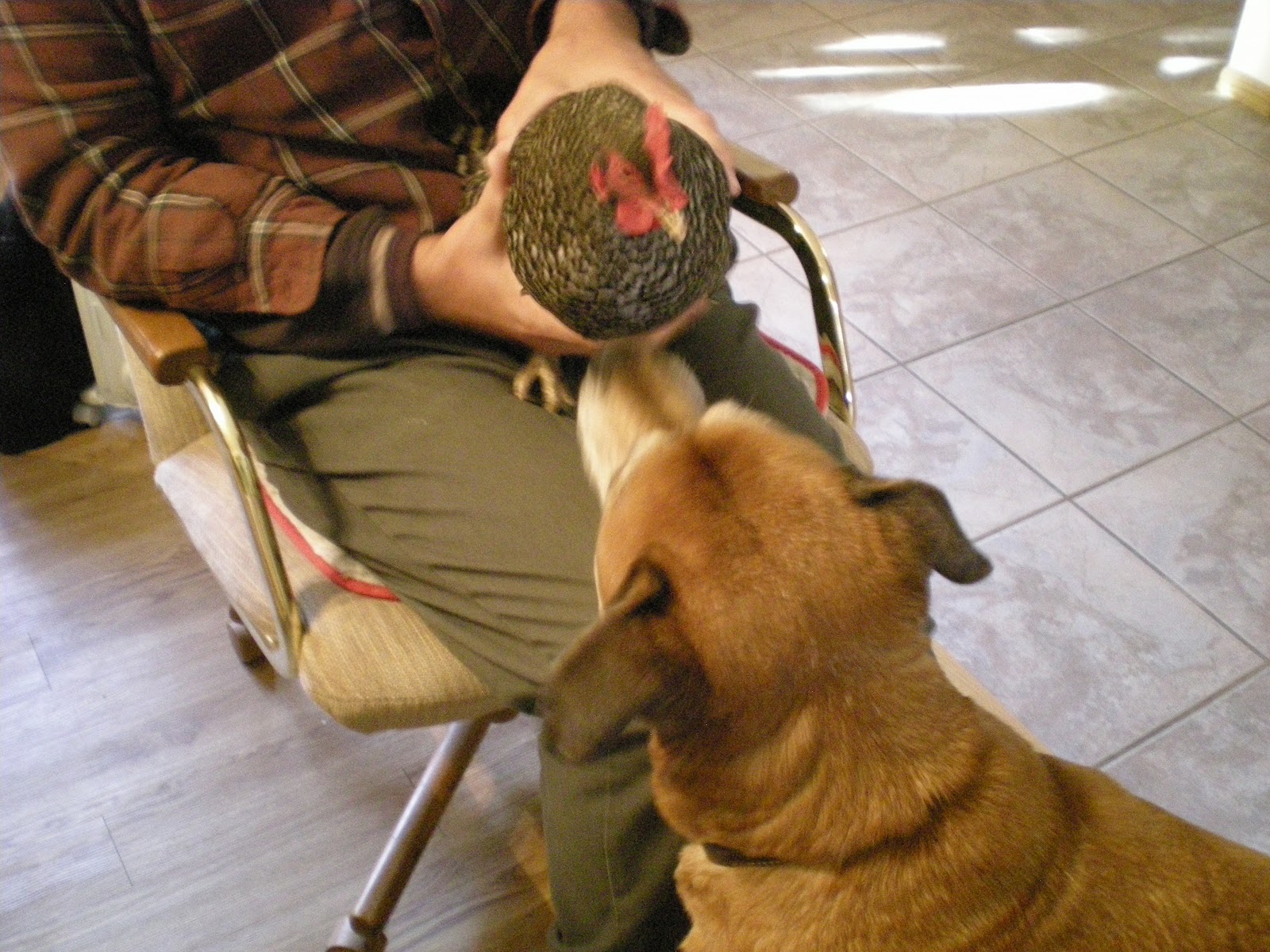 Rhymes With Vanilla: How to give a chicken eye drops...