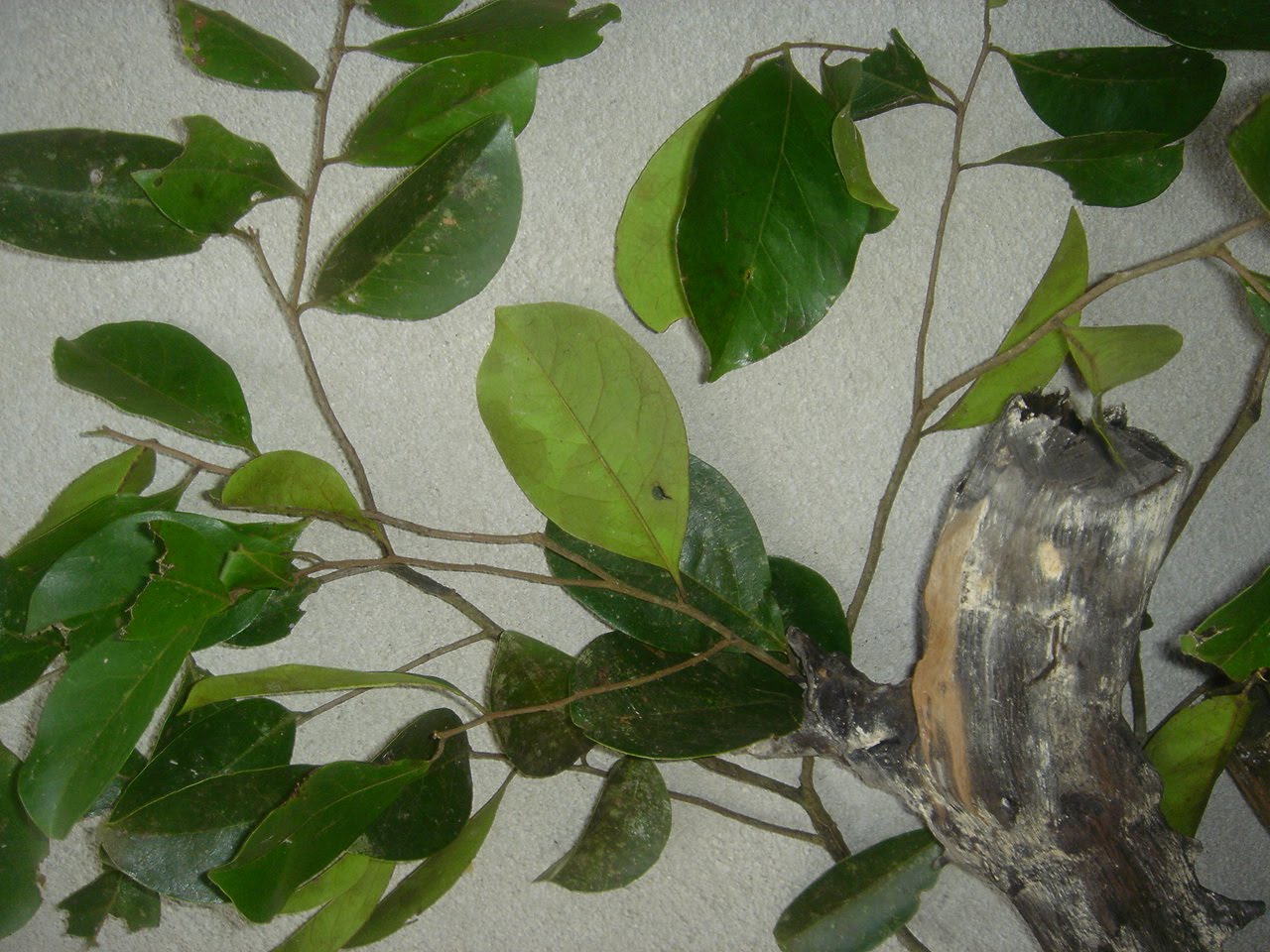 SENI RAHSIA ALAM: Kemuning Hitam