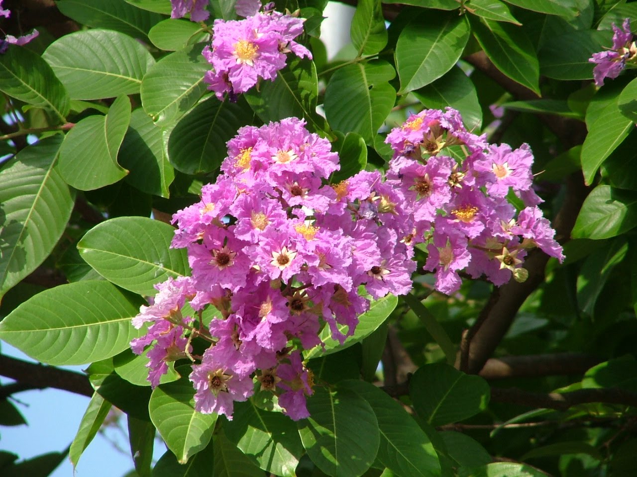 TREES AND PLANTS WITH MEDICINAL VALUE: BANABA (: Legerstroemia speciosa)