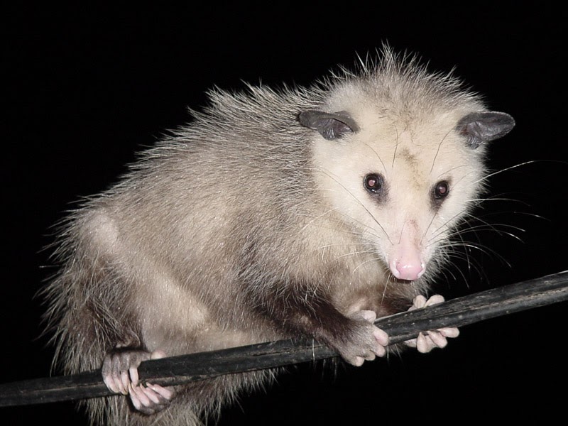 A Possum Tale, or everything I never wanted to know about possum