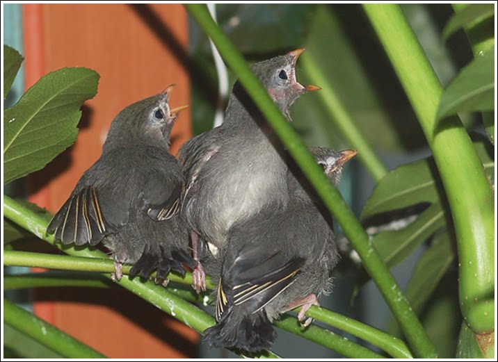 Finch&Softbill: Baby Pekin Robins Leave the Nest