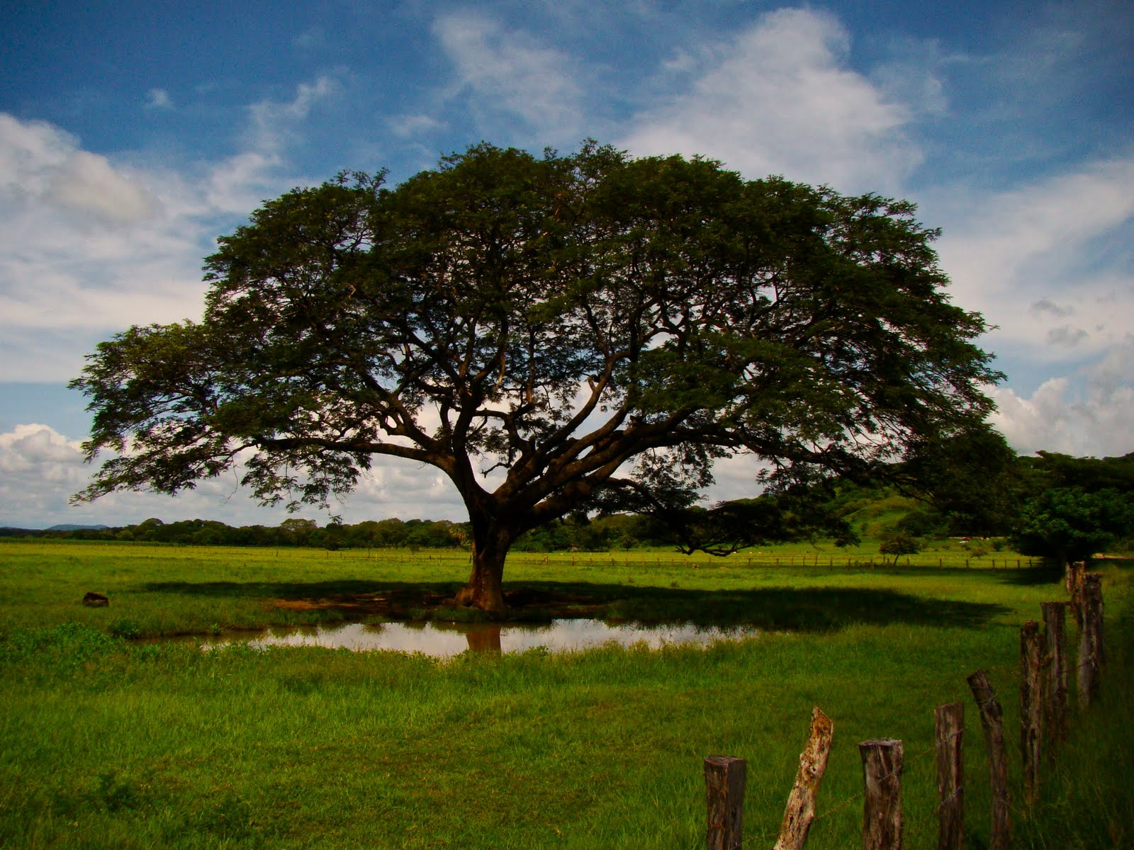 Tamarindo, Costa Rica Daily Photo: Guanacaste tree