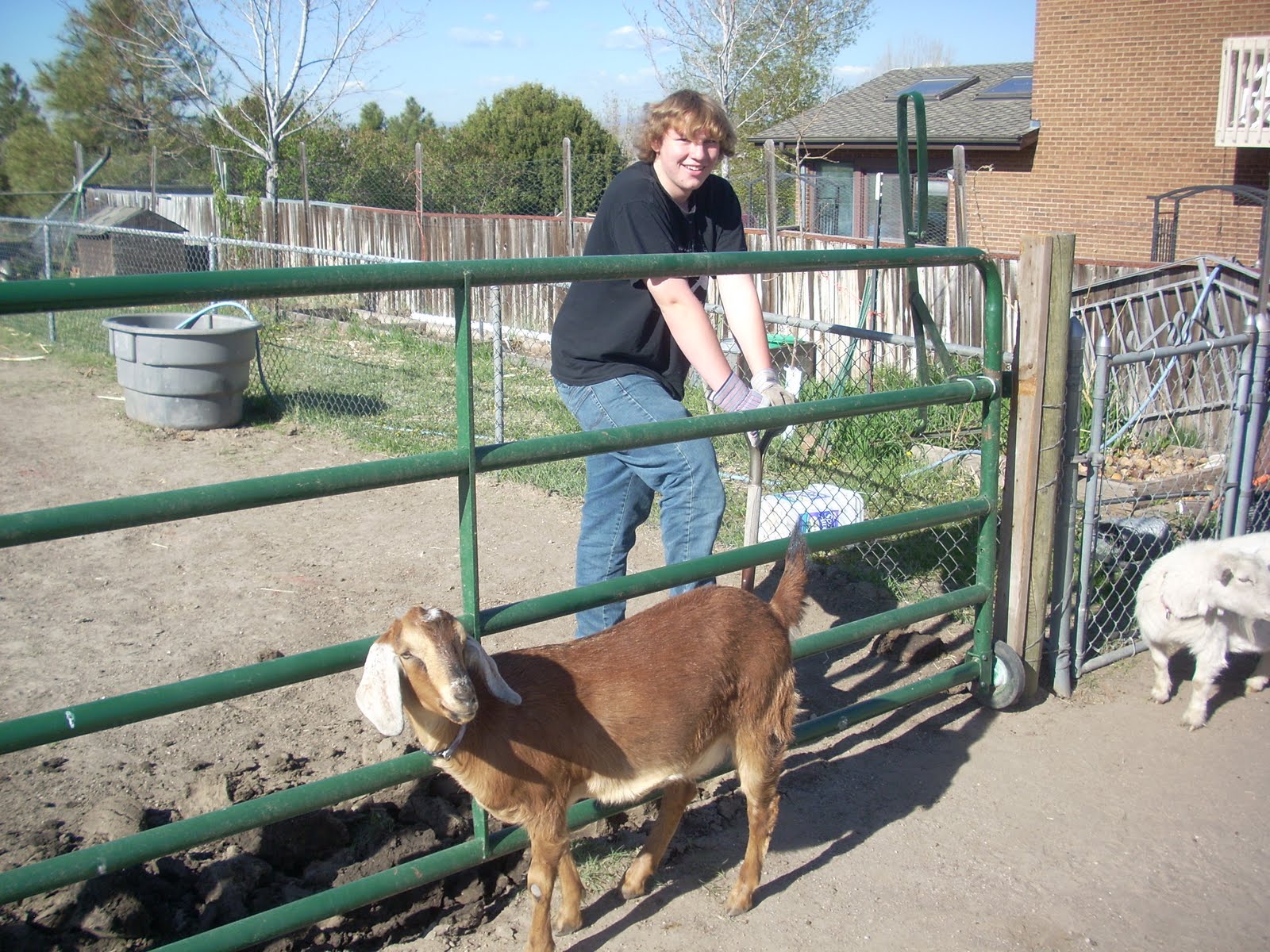 Animal Antics - Fun with Rescued Animals: Dig Dig Dig Dig Dig Dig Dig