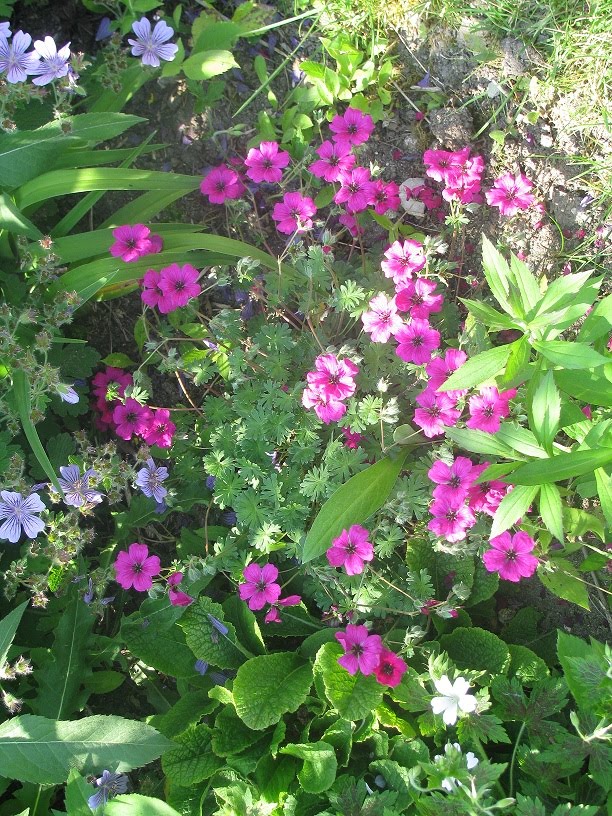 Le Jardin de Vérone: Geranium cinereum ' Signal