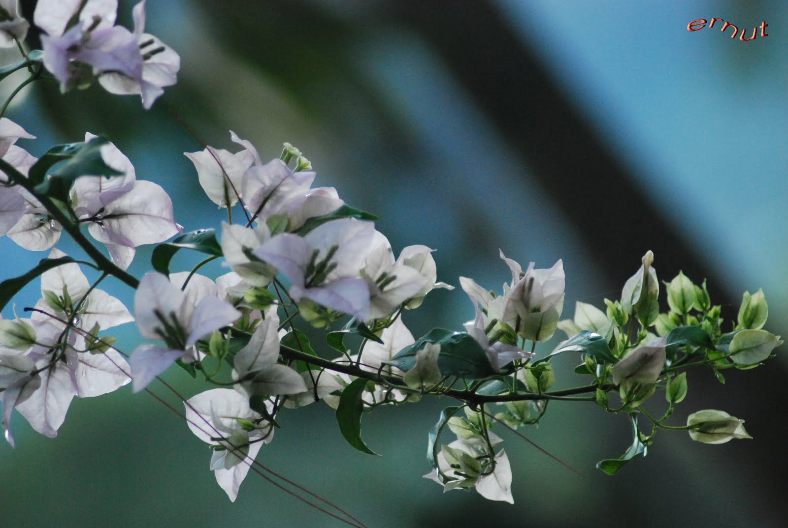 BaLa KuRaWa eRNuT: bugenvil putih...