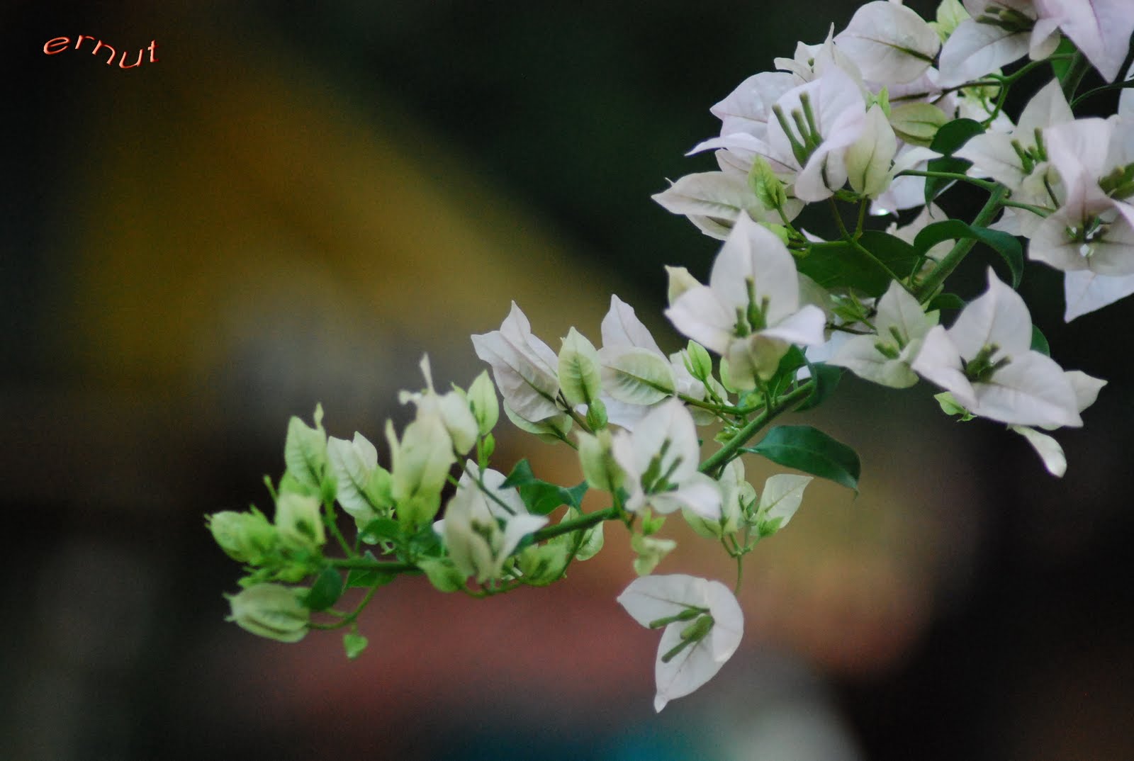 BaLa KuRaWa eRNuT: bugenvil putih...