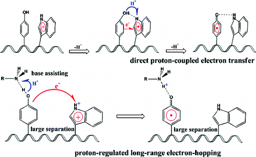 Condensed concepts: Coupled electron-proton transfer