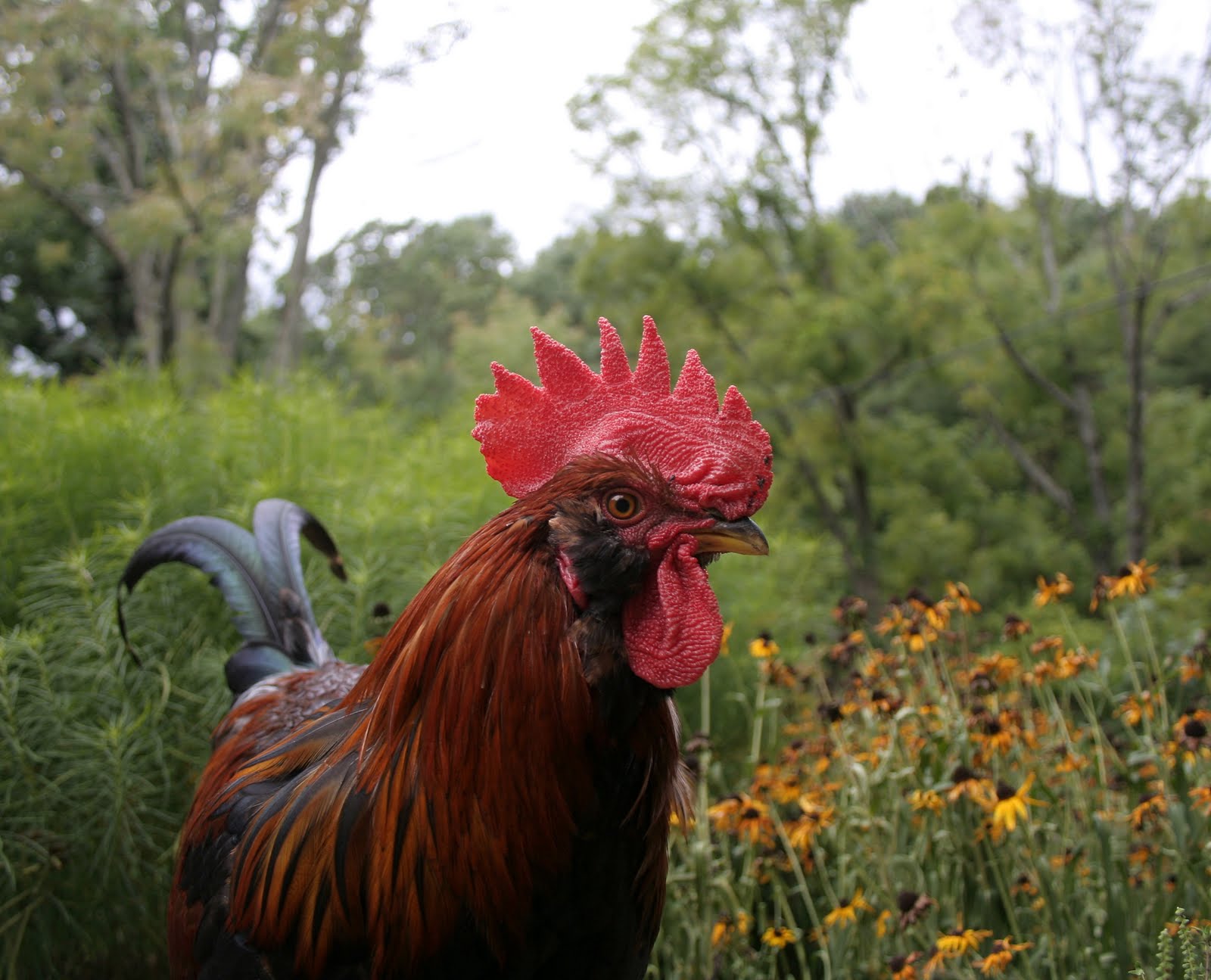 Inside My Secret Garden...Day-to-Day Living at Cairnwood Cottage ...