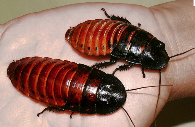 Victoria @ Pt England School: Giant cockroaches...