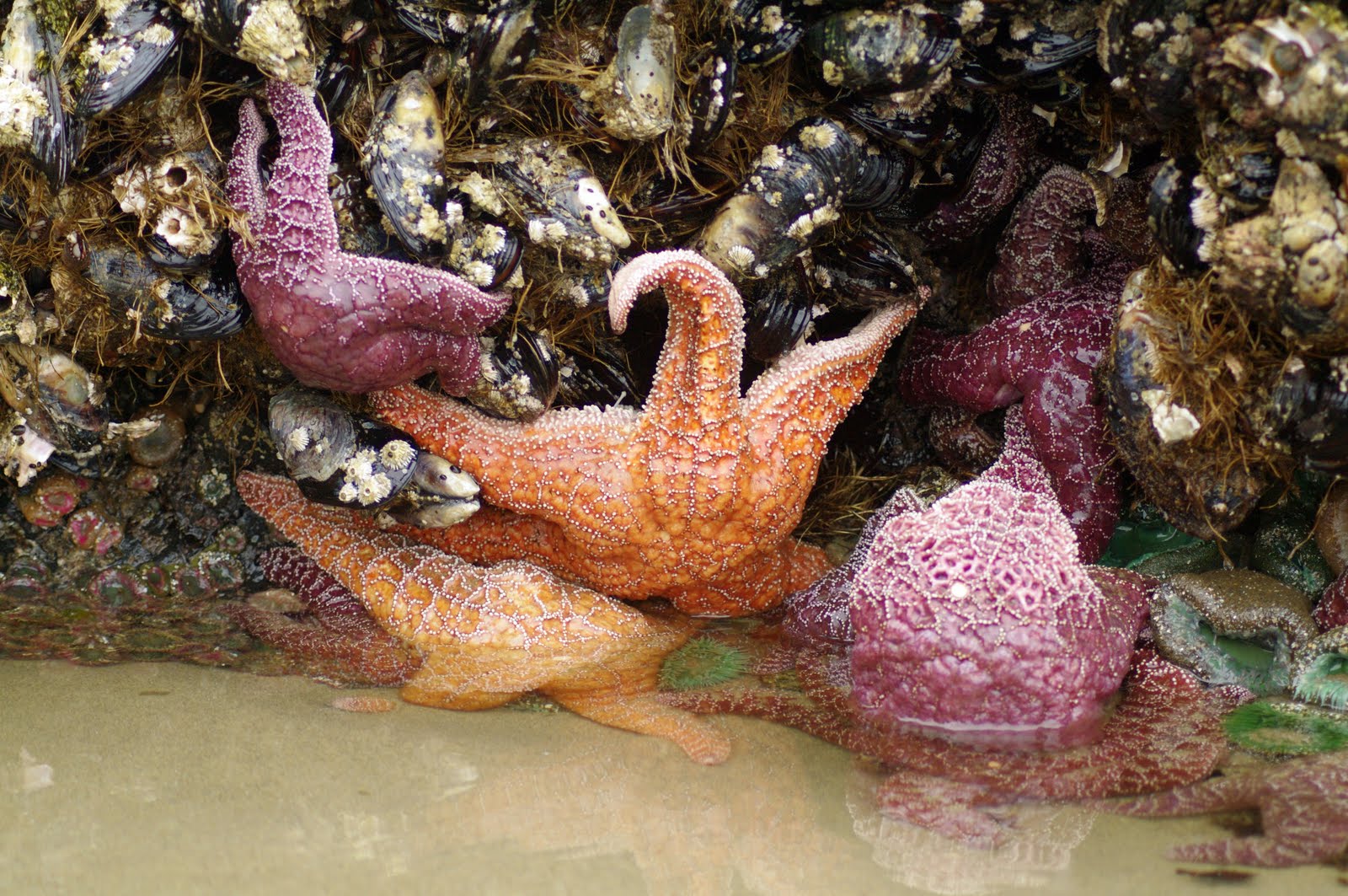 be yourself...everyone else is taken: name that song.....errr, um starfish