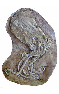 Quigley's Cabinet: Octopus fossils