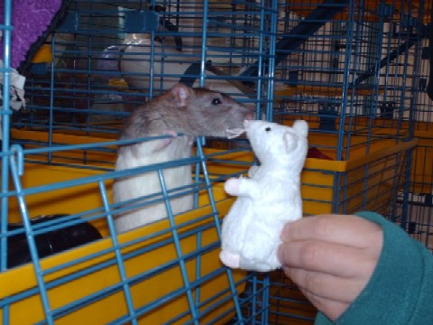 Remembering Alge..: Algernon visits the rescue - Continued