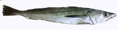 Eating Chilean: Eating Chilean Fish