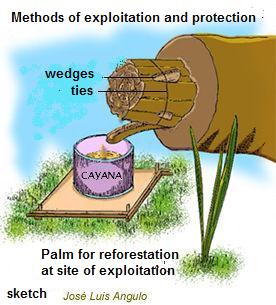 Eating Chilean: Chilean Palm Syrup/Miel de Palma