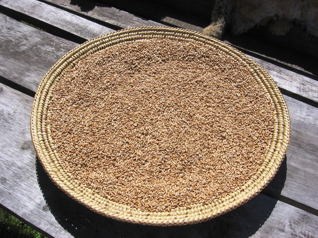 Eating Chilean: Mapuche Wheat