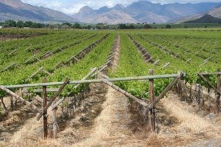 Green Garden For Green Earth: Grape Vine Canopy Management