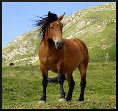 English Language Teaching