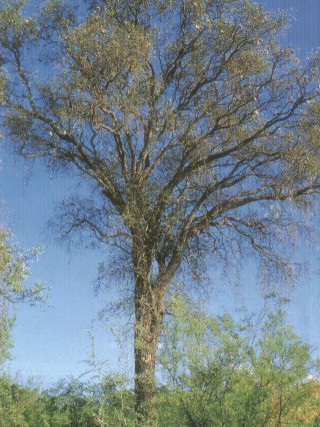 Materia Medica Homeopatica: ASPIDOSPERMA QUEBRACHO (Corteza de ...