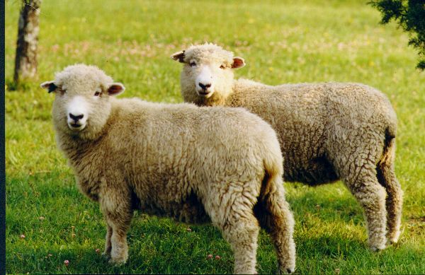 MicroCuentos: Cordero