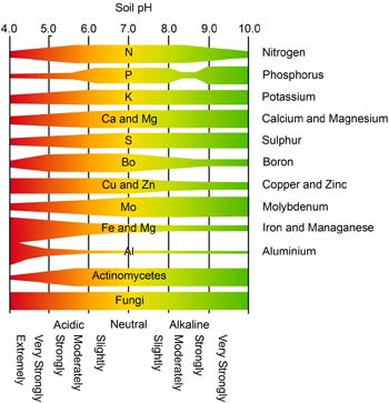 Caroline Wenham Blog: PH LEVELS IN SOIL (1 week project)