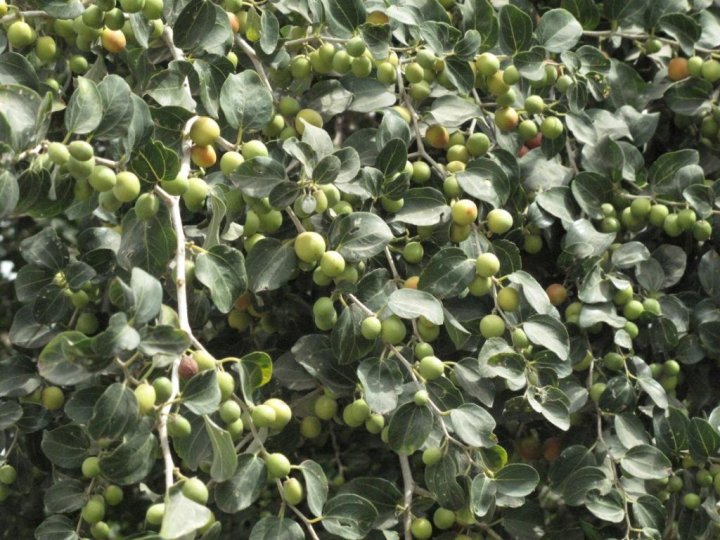 I, Ezzat Goushegir: Dezful (Sha...r-e Khomoon Desfil)