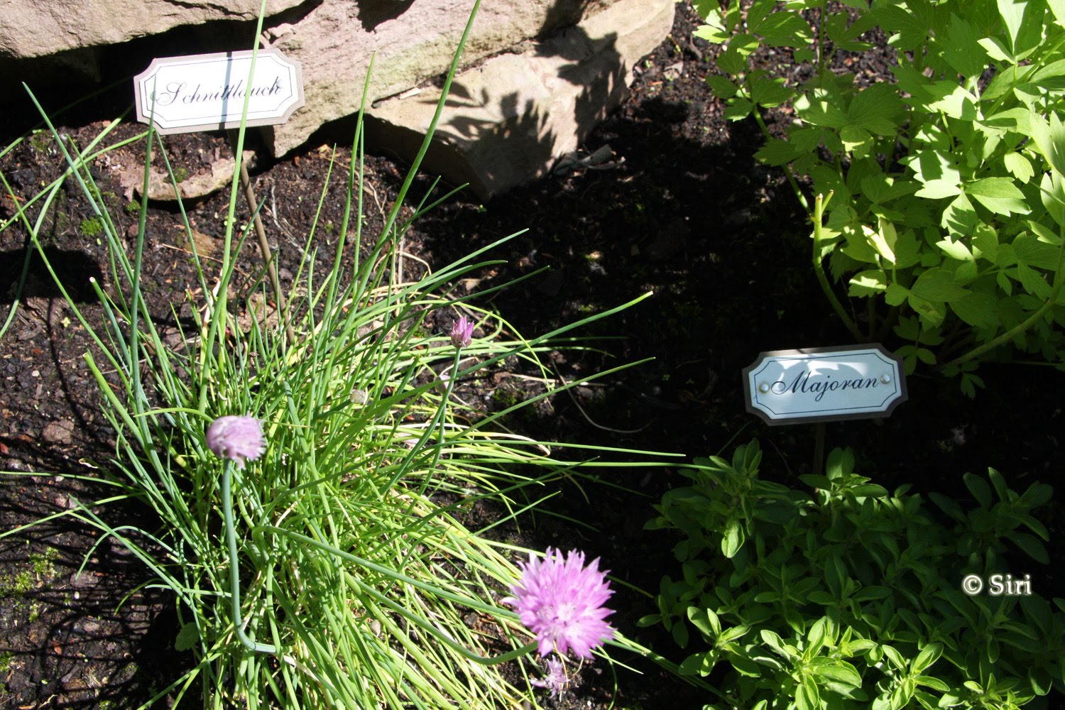 Sigrids kleine Welt: Kräutergarten