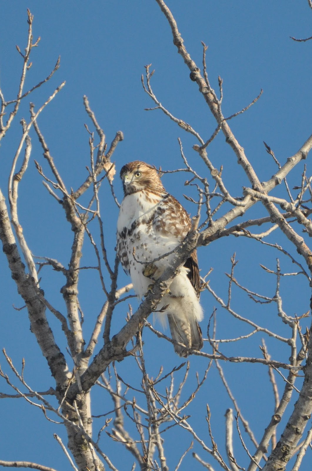 The Oakland Press Blogs: Earth's Almanac: Red-Tailed Hawk: Winter's ...