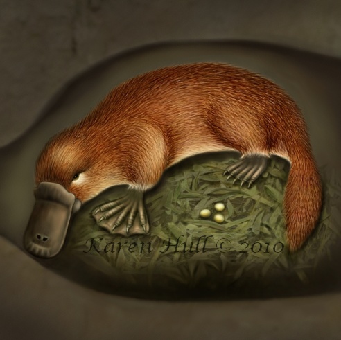 Karen Hull Art: More Platypus Life Cycle Illustrations