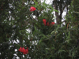 GSE Team 5440 - Adventures in Chile: National Flower of Chile: Copihue